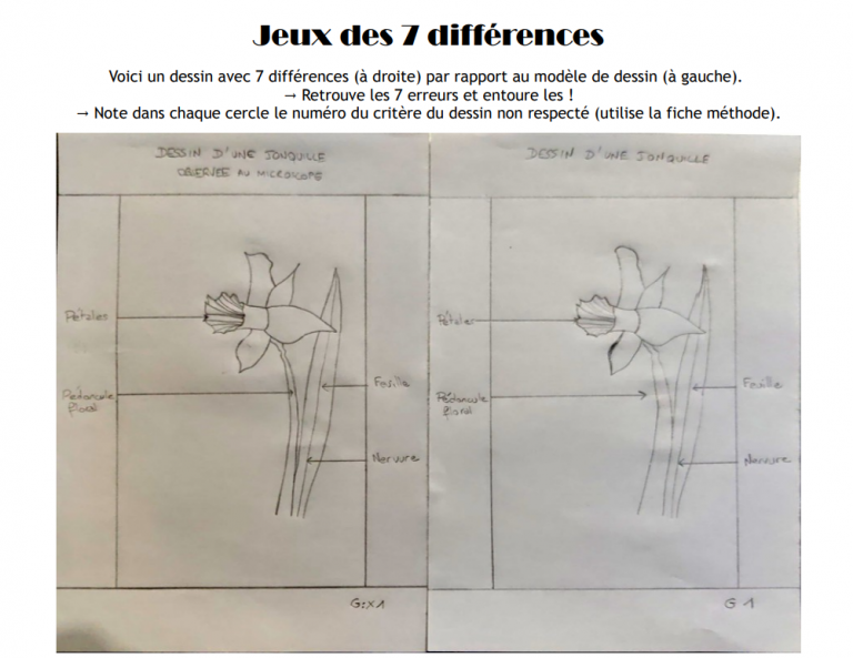 Le dessin d’observation – Le boulot pédago de Ségo