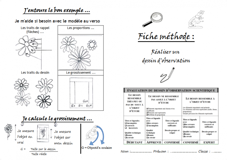 Le dessin d’observation – Le boulot pédago de Ségo